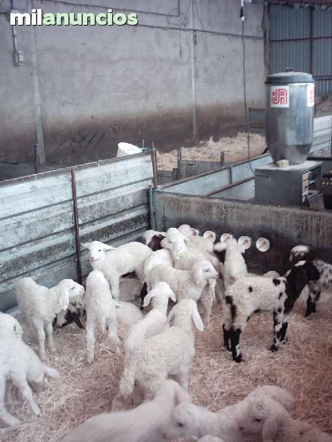 MIL ANUNCIOS.COM - Nodriza JR oveja laconas assaf murciana