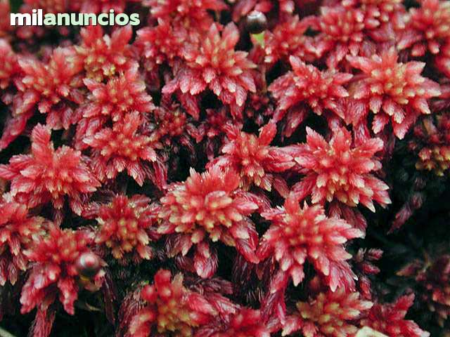 MIL ANUNCIOS.COM - Venta de Musgo sphagnum vivo