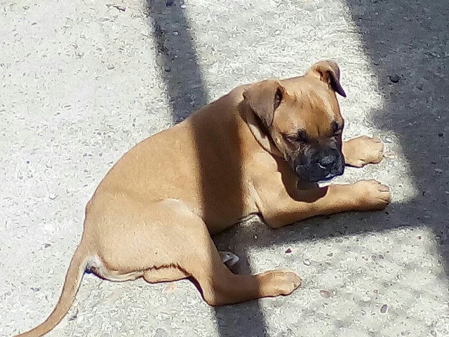 Mil Anuncioscom Boxer Leonado