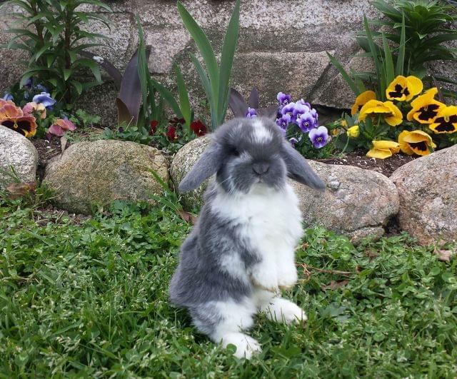 MIL ANUNCIOS.COM - Conejo Belier