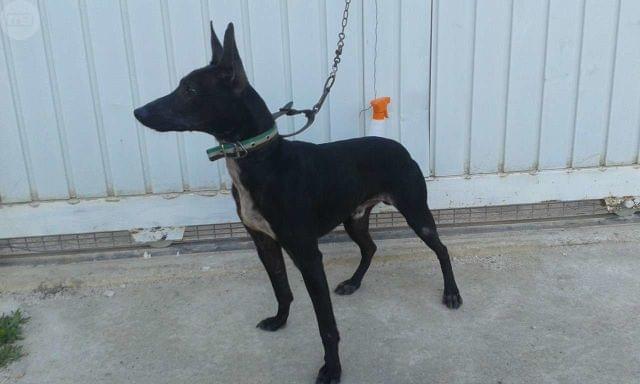 MIL ANUNCIOS.COM - Podencos negros