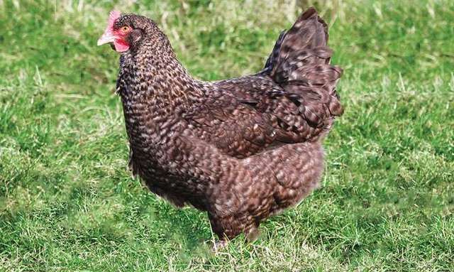 Mil Anuncioscom Venta De Gallinas Ponedoras