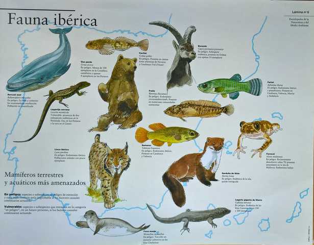 MIL ANUNCIOS.COM - Flora y fauna ibérica
