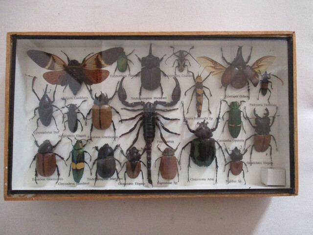 MIL ANUNCIOS.COM - Insectario de 20,en caja madera cristal.