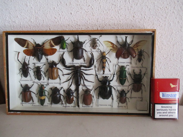 MIL ANUNCIOS.COM - Gran insectario, de 20 ejemplares.