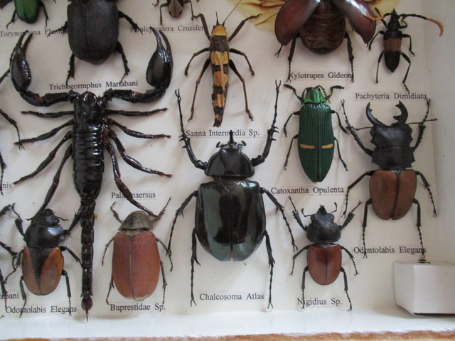 MIL ANUNCIOS.COM - Gran insectario, de 20 ejemplares.