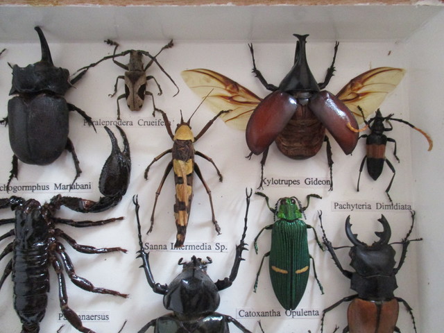 MIL ANUNCIOS.COM - Gran insectario, de 20 ejemplares.