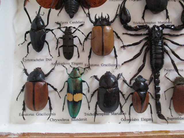 MIL ANUNCIOS.COM - Gran insectario, de 20 ejemplares.