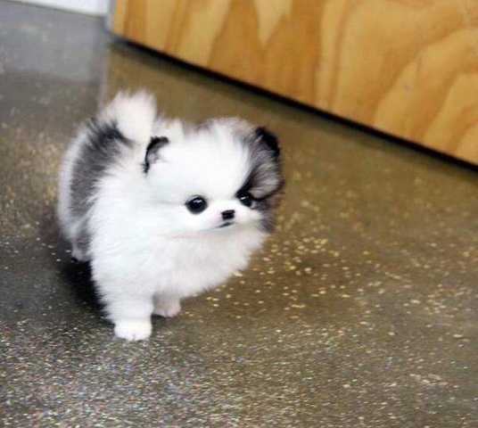 MIL ANUNCIOS.COM - Pequeños Pomerania mini de bolsillo