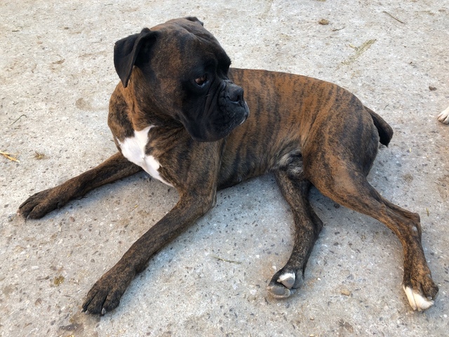 MIL ANUNCIOS.COM - Boxer atigrado