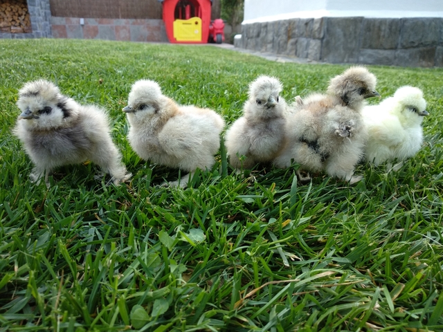 MIL ANUNCIOS.COM - Pollos Sedosas del Japón