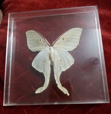 MIL ANUNCIOS.COM - Mariposa disecada de coleccion.rara.leer