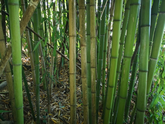 MIL ANUNCIOS.COM - Bambú Japonés: Phyllostachys Edulis MIL ANUNCIOS.COM - Bambú Japonés: Phyllostachys Edulis