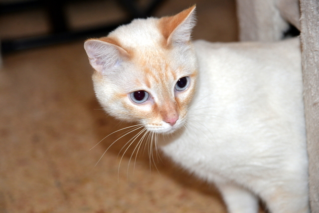 MIL ANUNCIOS.COM - Gatito Siamés Red Point en adopcion