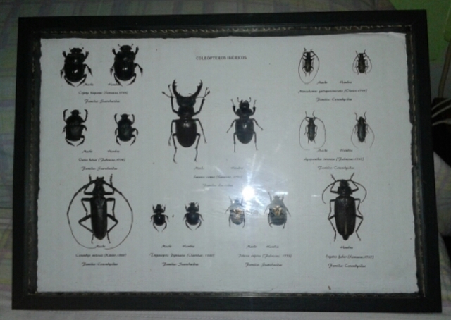 MIL ANUNCIOS.COM - Colecciones de insectos