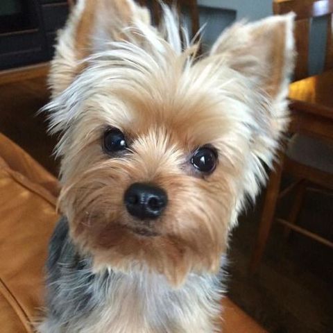 MIL ANUNCIOS.COM - Adorables yorkshire mini toy y standard