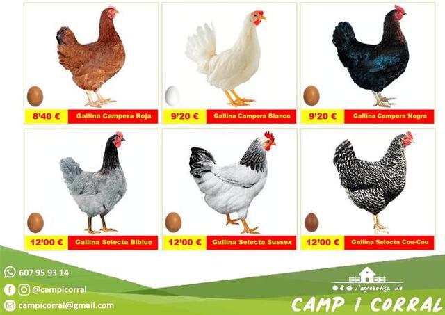 MIL ANUNCIOS.COM - Venta de gallinas ponedoras