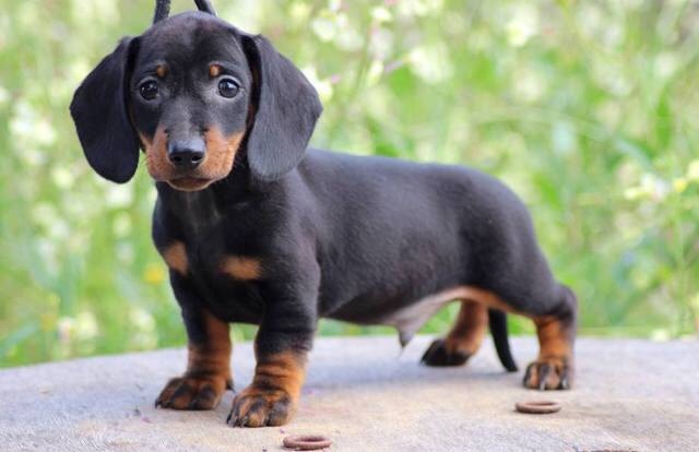 MIL ANUNCIOS.COM - Increíbles Teckel mini & estándar