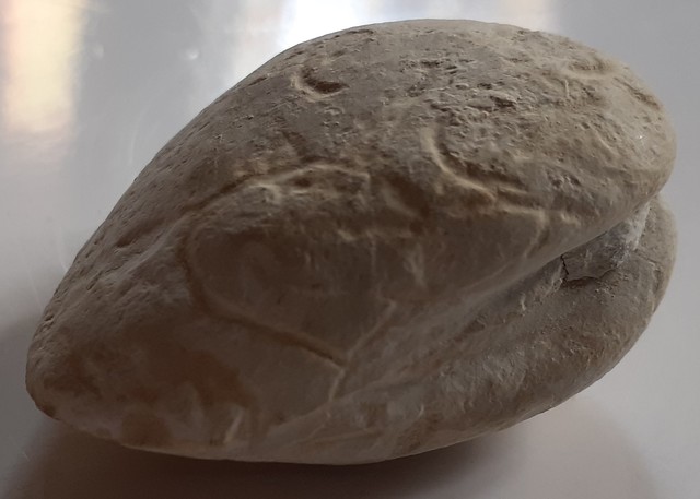 MIL ANUNCIOS.COM - FÓsil bivalvo. concha 40x22x31 mm Nº3