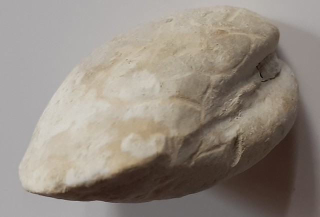 MIL ANUNCIOS.COM - FÓsil bivalvo. concha 40x22x31 mm Nº3