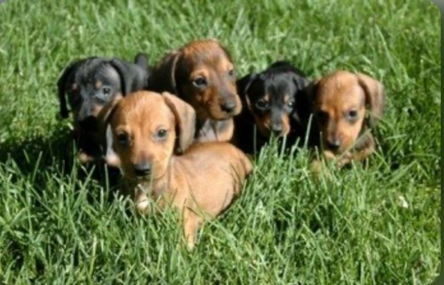 MIL ANUNCIOS.COM - Tekel