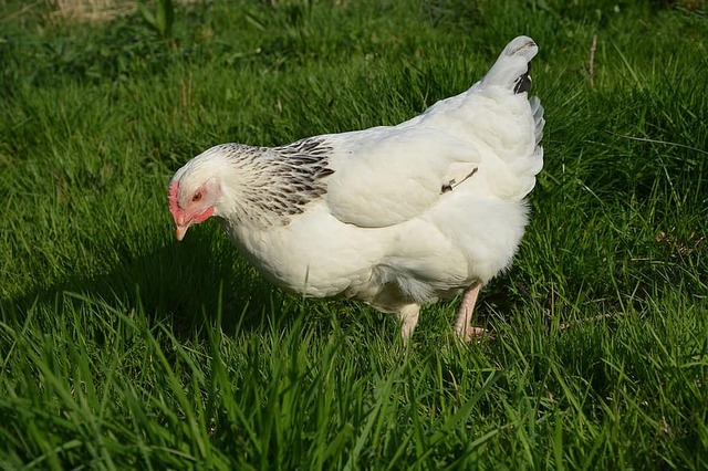 Mil Anuncioscom Vendo Gallinas Ponedoras Raza Sussex