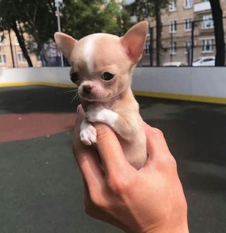 MIL ANUNCIOS.COM - Adorables chihuahua mini toy