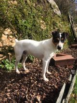 MIL ANUNCIOS.COM - Bodeguero andaluz. Compra-venta de perros bodeguero ...