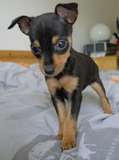 MIL ANUNCIOS.COM - Pincher marron. Compra-venta de perros pincher ...