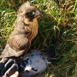 MIL ANUNCIOS.COM - Halcon peregrino. Compra-venta y regalo de mascotas ...