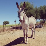 MIL ANUNCIOS.COM - Cubriciones. Burros cubriciones en Sevilla. Venta de ...