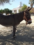 MIL ANUNCIOS.COM - ##. Venta de venta de burros de segunda mano burros ...
