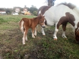 MIL ANUNCIOS.COM - Ponis enanos. Ponys ponis enanos. Venta de venta de ...
