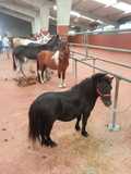 MIL ANUNCIOS.COM - Ponis enanos. Ponys ponis enanos. Venta de venta de ...
