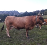 MIL ANUNCIOS.COM - Vacas . Venta de vacas de segunda mano . vacas de ...