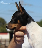 MIL ANUNCIOS.COM - Ratonero valenciano. Compra-venta de perros ratonero ...