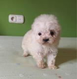 MIL ANUNCIOS.COM - Caniche mini toy. Compra-venta de perros caniche ...