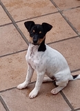 MIL ANUNCIOS.COM - Bodeguero andaluz. Compra-venta de perros bodeguero ...