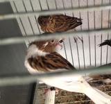 MIL ANUNCIOS.COM - Canarios timbrados. Compra venta de pajaros canarios ...