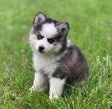MIL ANUNCIOS.COM - Pomsky. Compra-venta de perros pomsky. Regalo de ...