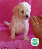 MIL ANUNCIOS.COM - Caniche mini toy. Compra-venta de caniches caniche ...