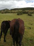 MIL ANUNCIOS.COM - Compra venta de caballos . Anuncios con fotos de ...