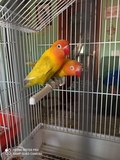 MIL ANUNCIOS.COM - Agapornis papilleros. Compra venta de pajaros ...