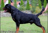 MIL ANUNCIOS.COM - Compra-venta de rottweilers . Anuncios con fotos de ...