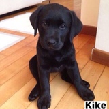 MIL ANUNCIOS.COM - Compra-venta de labradores . Anuncios con fotos de ...