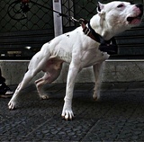 MIL ANUNCIOS.COM - Pitbull . Venta de pitbull de segunda mano . pitbull ...