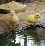 MIL ANUNCIOS.COM - Patitos. Patos patitos. Venta de patos de segunda ...